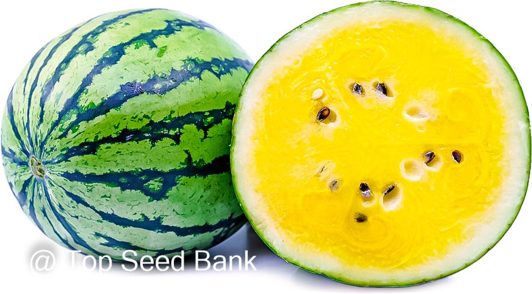 10+ Yellow Gem Sweet Watermelon Seeds, Icebox + Free GIFT |organic| Top ...