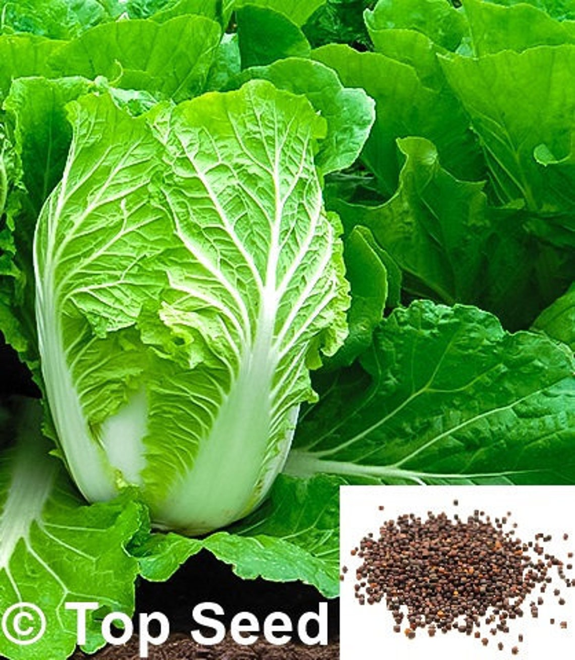 Más de 150 semillas de repollo chino 70 días repollo Hilton | Etsy