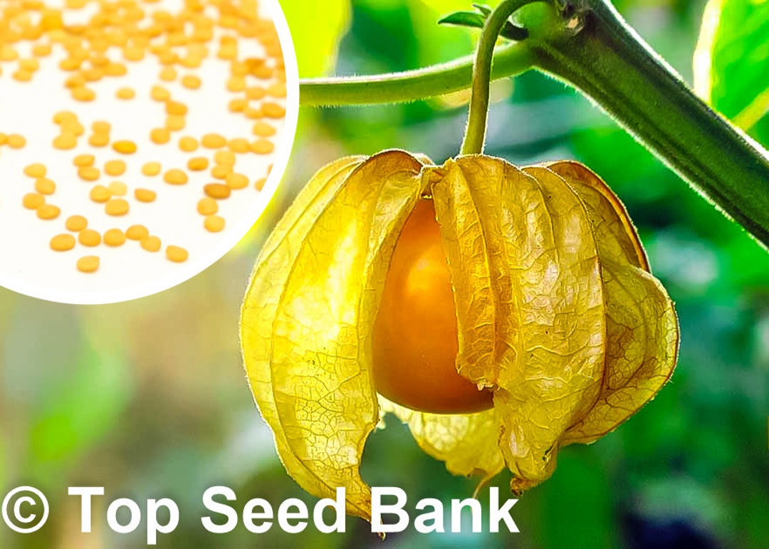 25+ Poha Berry Seeds, Cape Gooseberry + Free GIFT | Heirloom, Organic ...