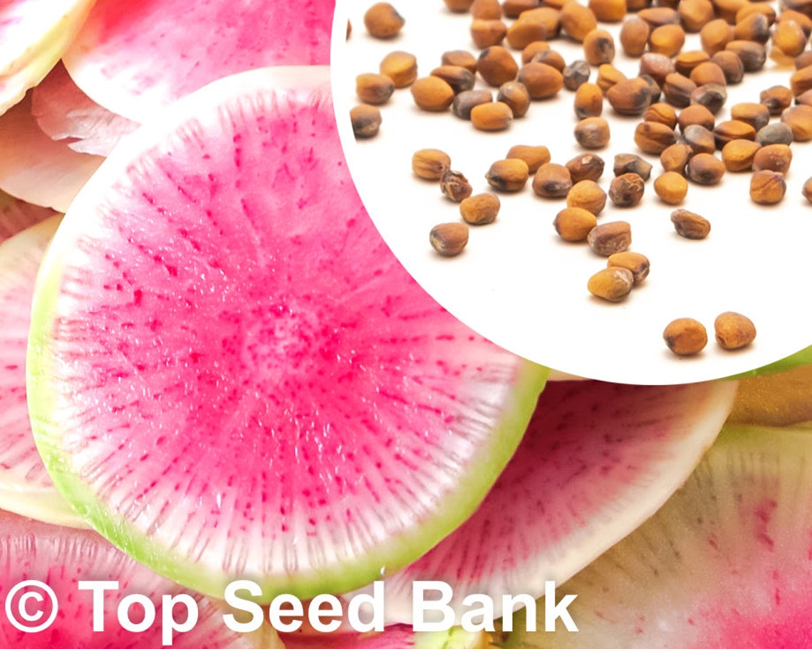 100 Watermelon Radish Seeds Chinese Red Meat Radish Xin Li | Etsy