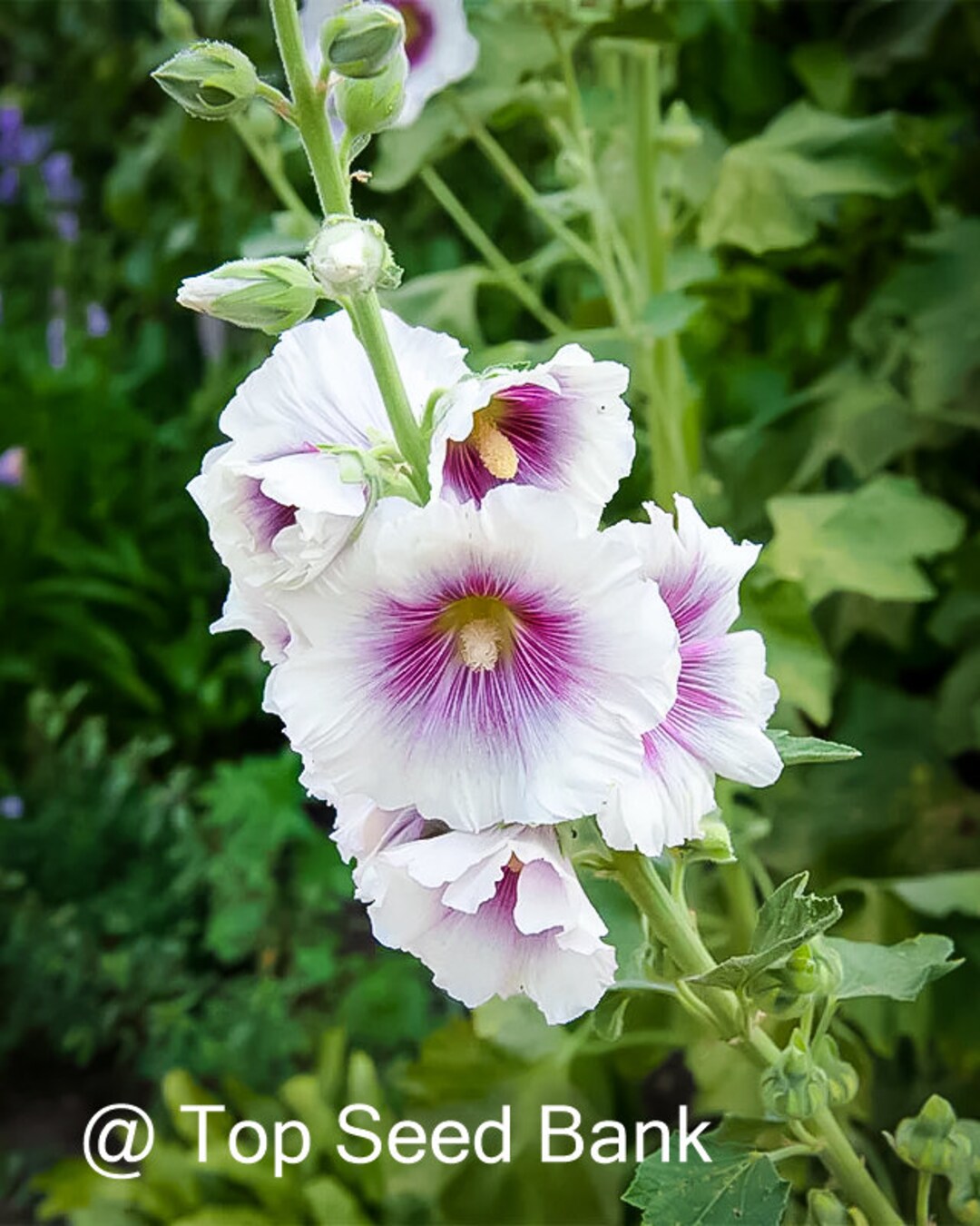 5+ Crème De Classic Hollyhock Seeds, Alcea Rosea, up to 6 Feet + Free ...