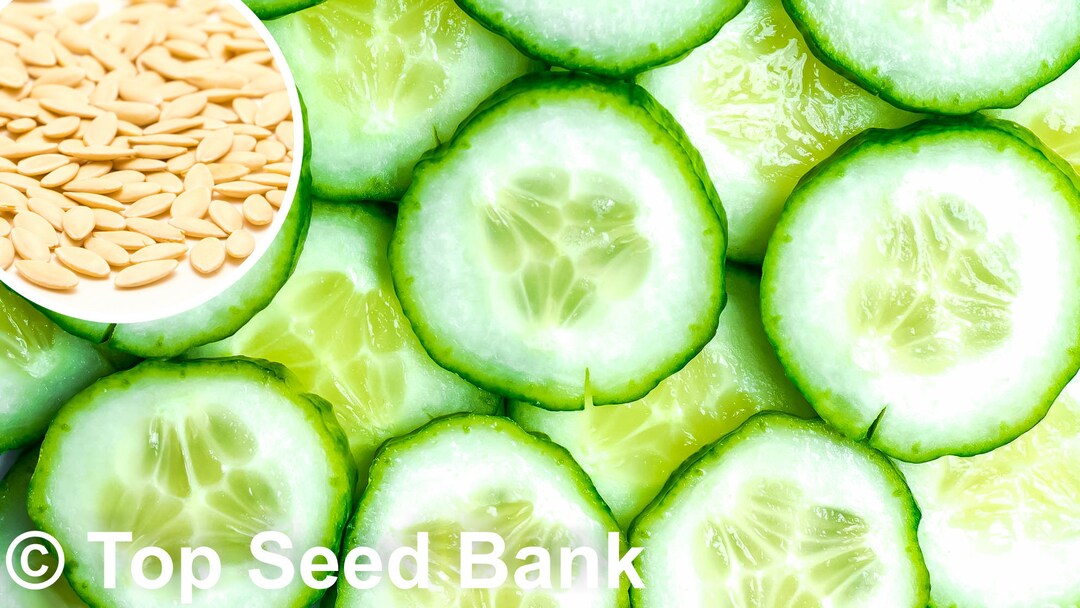 15+ Marketmore Cucumber Seeds, Slicing Cuke, 60 Days + Free GIFT | Non ...