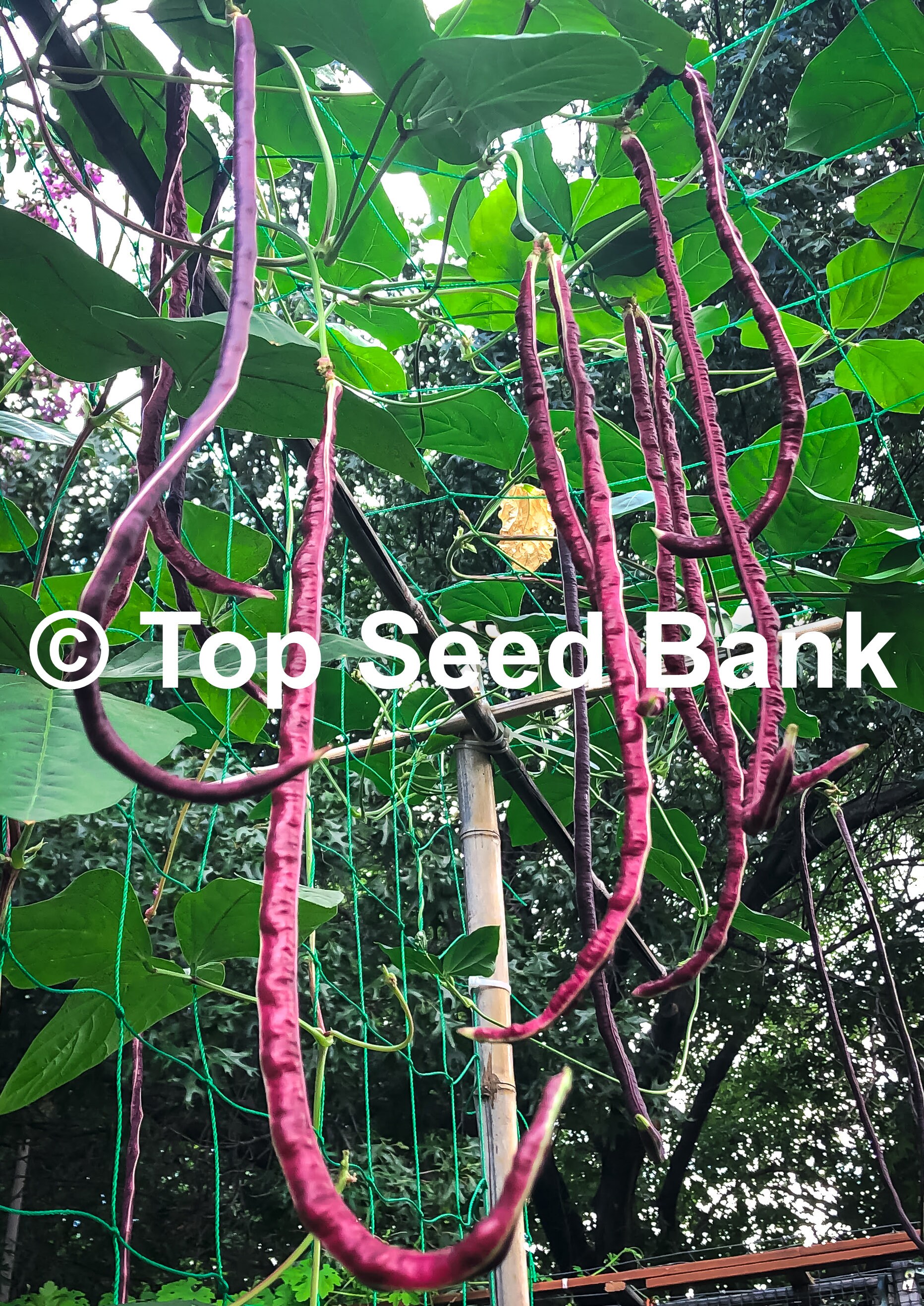 10 Long Bean Chinese Red Noodle Yard Long Pole Bean High - Etsy UK