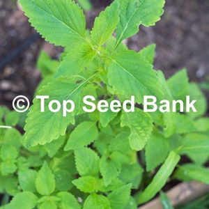 150+ Vietnamese Balm Seeds, Kinh Giới, Elsholtzia Ciliate, Cockscomb ...