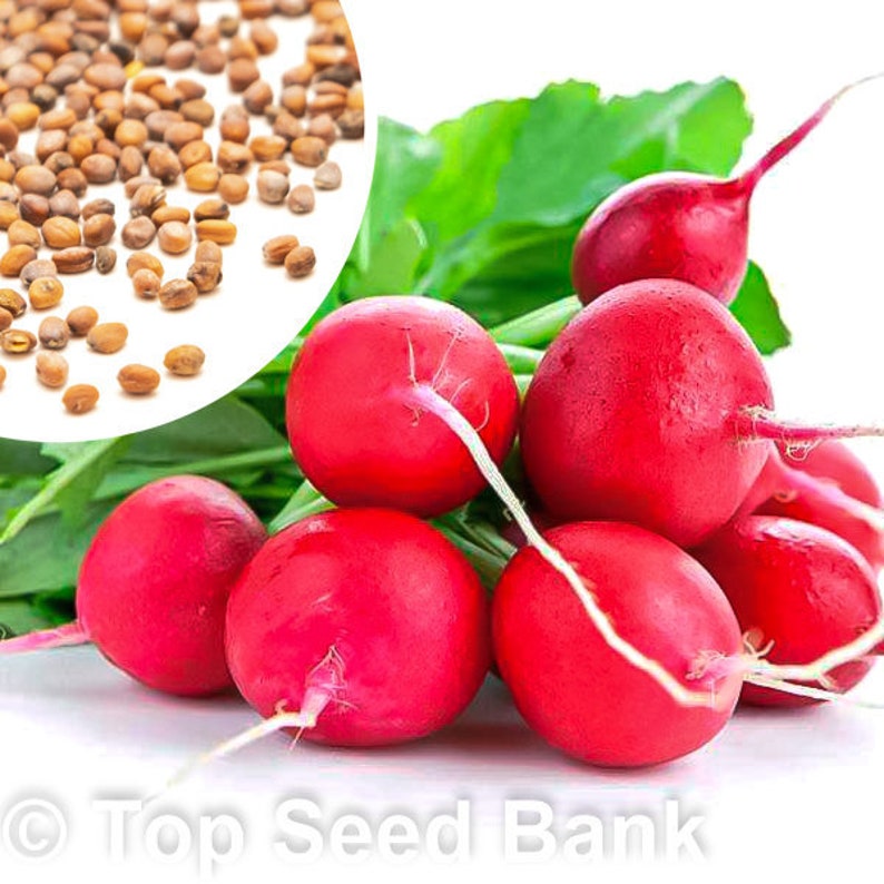 100 Crimson Giant Radish Seeds 29 Days Free GIFT - Etsy