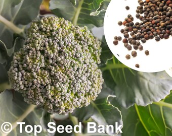 USA SELLER Raab Broccoli 50 Seeds HEIRLOOM brassica Oleracea - Etsy