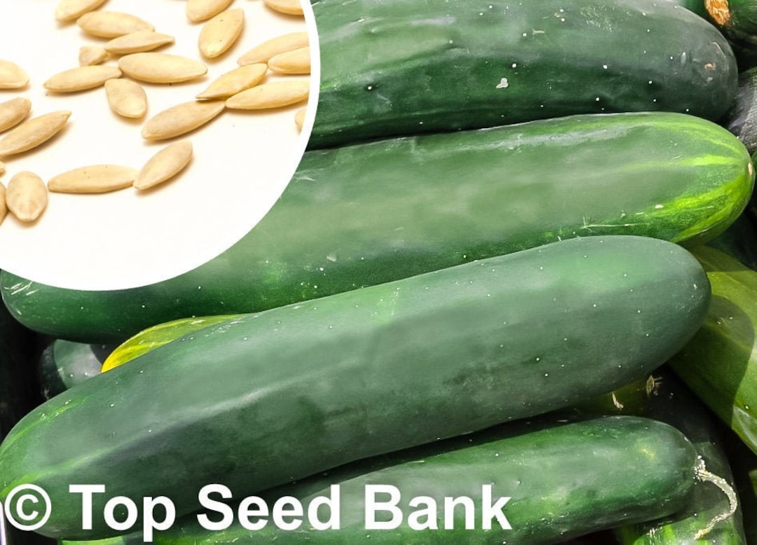20+ Straight Eight Cucumber Seeds, Slicing Cukes, 55 Days + Free GIFT ...
