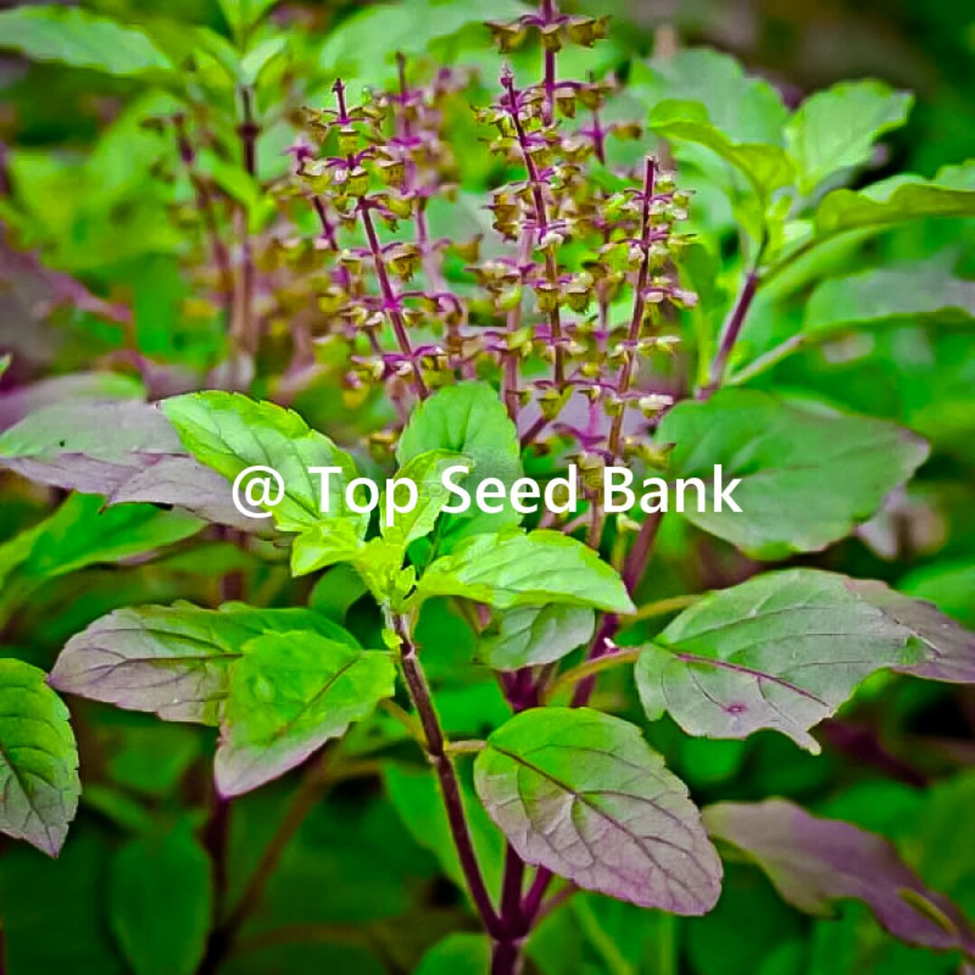 100+ Red Leaf Holy Basil Seeds, Thai Holy Kaprao, Tulsi + Free GIFT ...