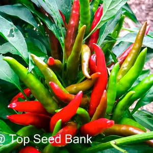 10 Santaka Japanese Hot Pepper, Japones, Hontaka Chile Free GIFT ...