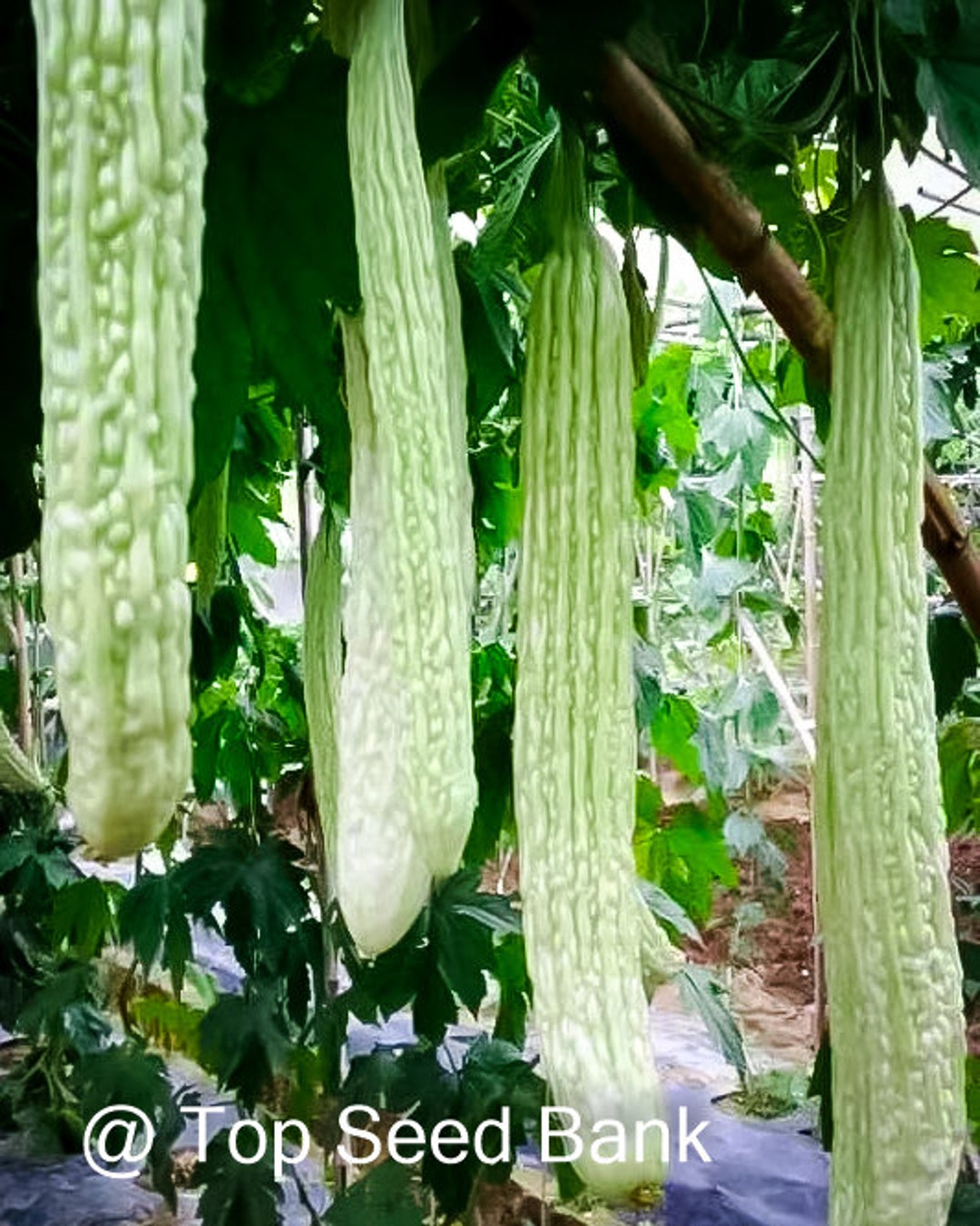 4 Extra Long Bitter Melon, White Fruit + Free GIFT | Heirloom, Organic ...