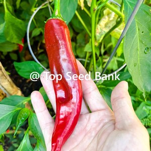 10+ Holy Mole Pepper Seeds, Pasilla Dried Chilaca Type + Free GIFT ...
