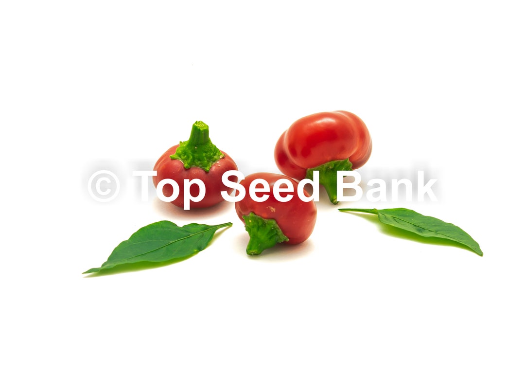 10+ Red Hot Cherry Pepper Seeds, Popular in Italia + Free GIFT ...