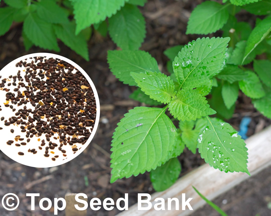 150+ Vietnamese Balm Seeds, Kinh Giới, Elsholtzia Ciliate, Cockscomb ...