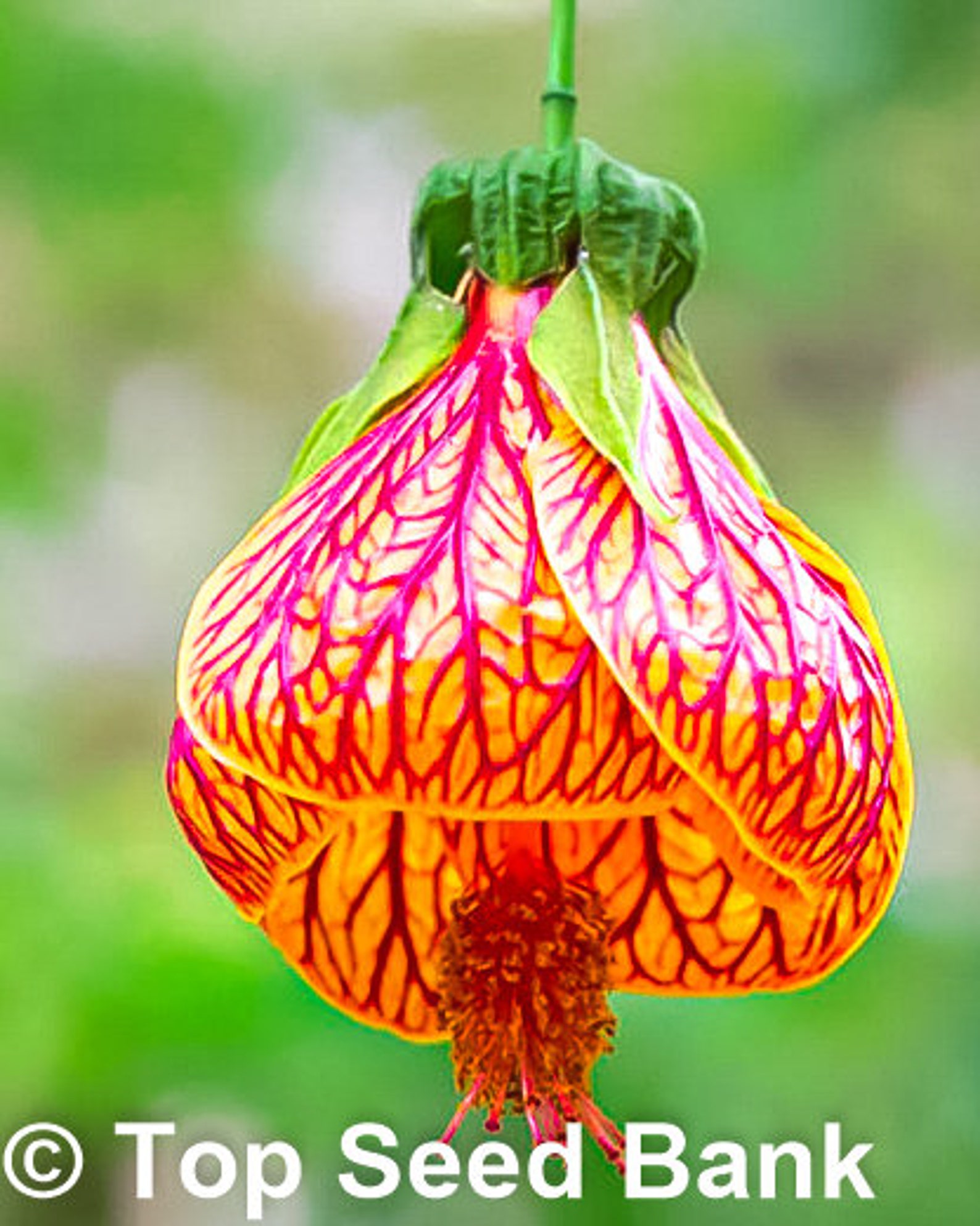 10 Chinese Lantern Flower Seeds Winter Cherry Free GIFT | Etsy