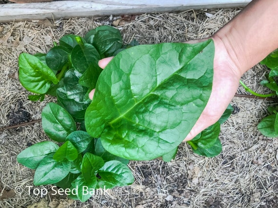 20 Green Malabar Spinach Seeds Thick and Huge Leaves Free | Etsy