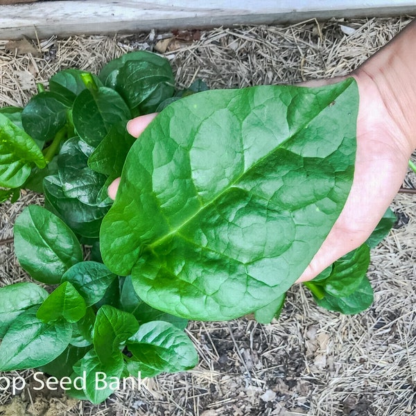 Malabar Leaves Seeds - Etsy