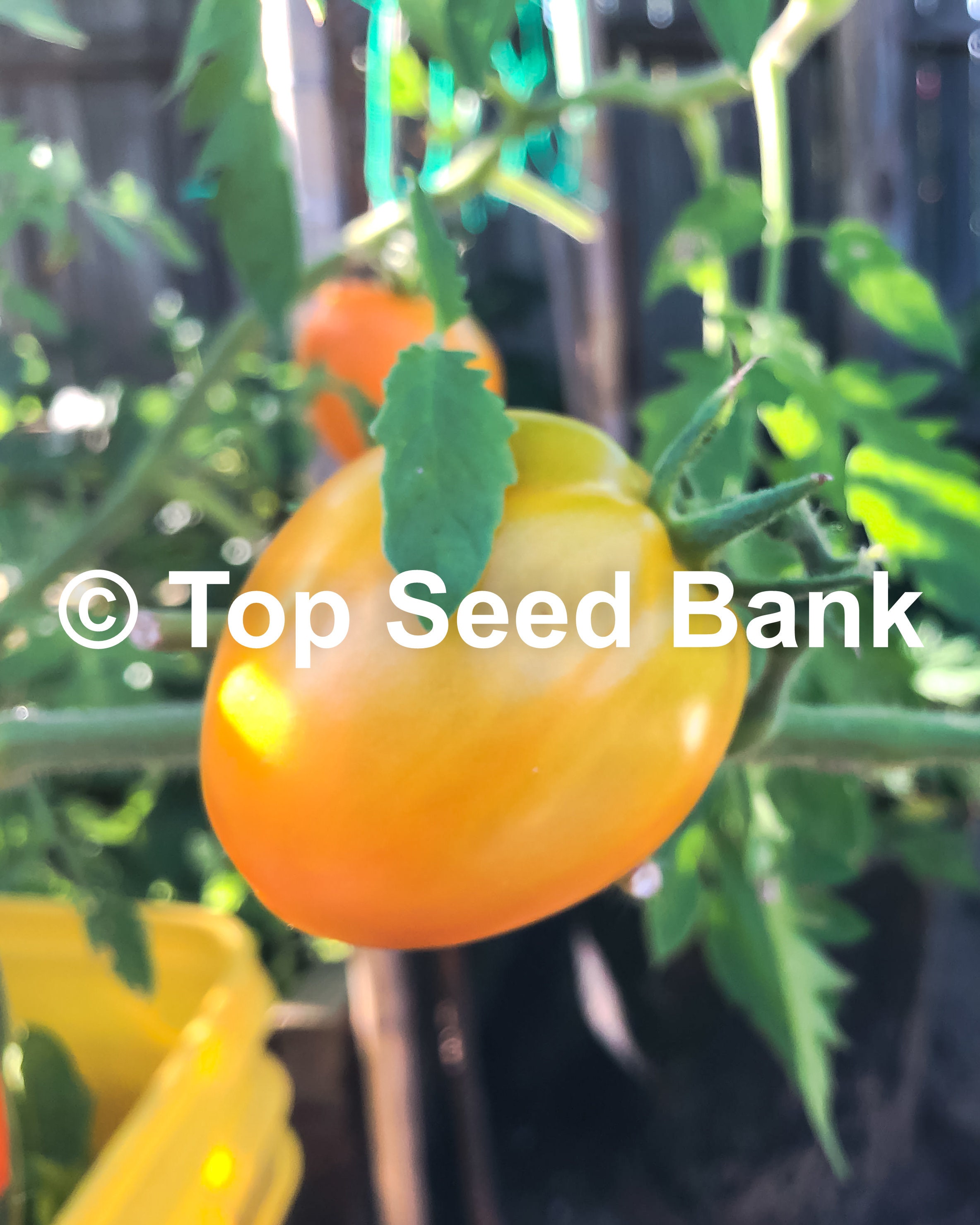 10 Yellow Heart Shape Tomato seeds Free GIFT Heirloom | Etsy