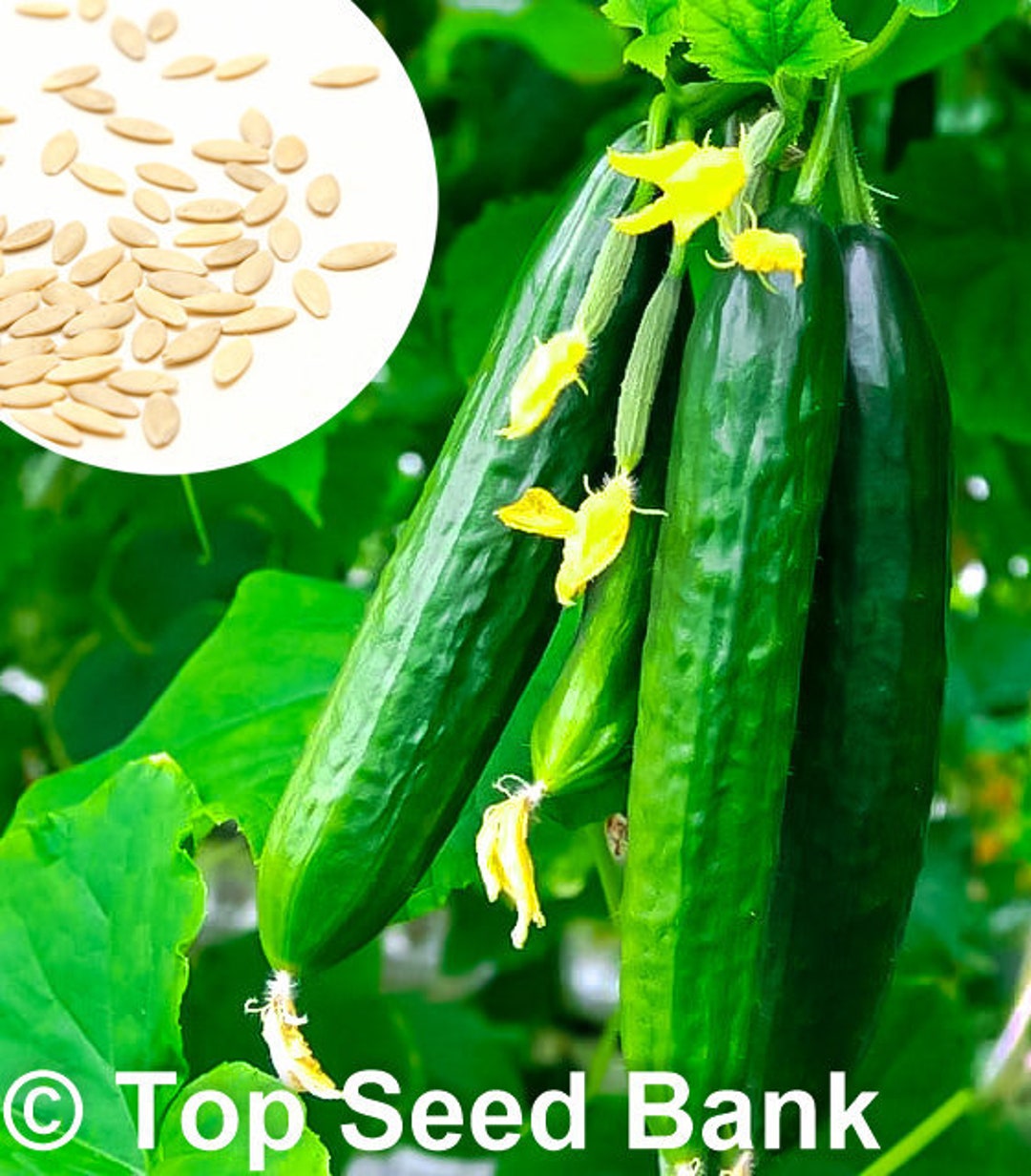 20+ Muncher Cucumber Seeds, Burpless Cuke, Tender, Non-bitter, Disease ...