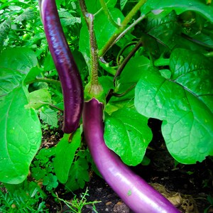 10+ Chinese String Eggplant, Long, Thin and Very Slender + Free GIFT ...