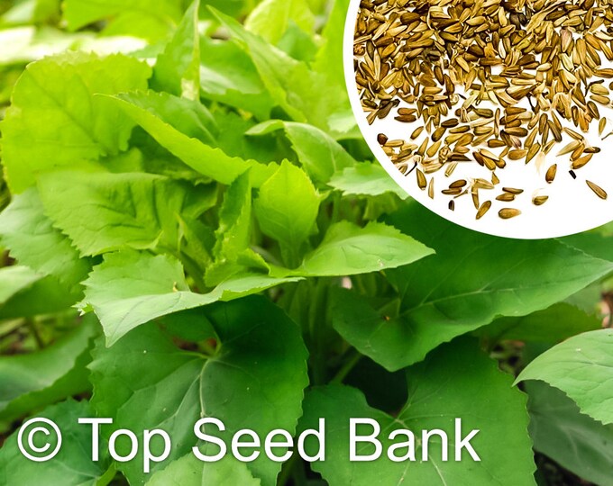 곰취 Seeds 20 Gomchi Seeds. - Etsy