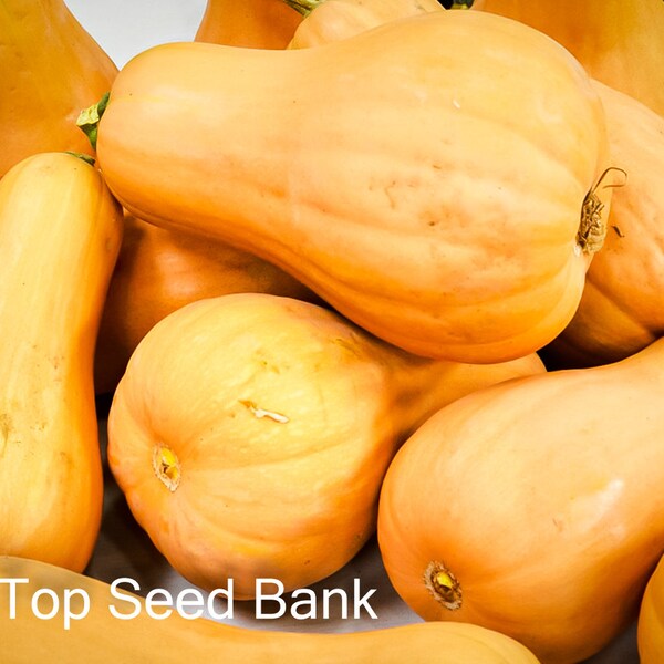 Pumpkin Seeds - Etsy