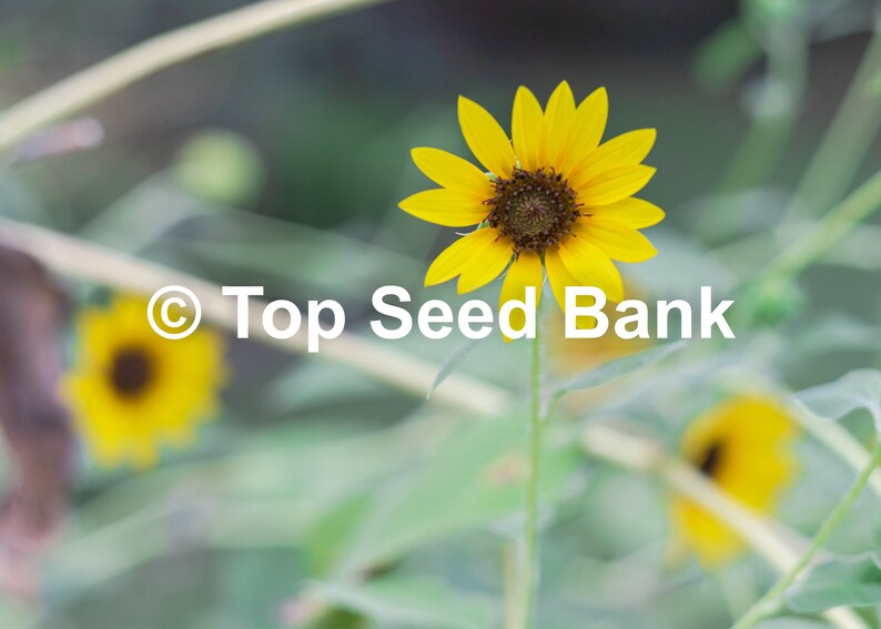 20 Texas Wild Sunflower Seeds Helianthus Annuus Native | Etsy