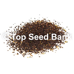 150+ Vietnamese Balm Seeds, Kinh Giới, Elsholtzia Ciliate, Cockscomb ...