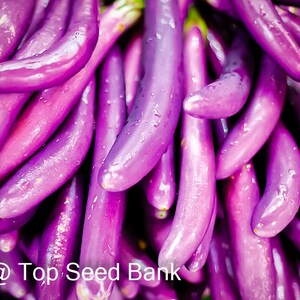 10+ Chinese String Eggplant, Long, Thin and Very Slender + Free GIFT ...