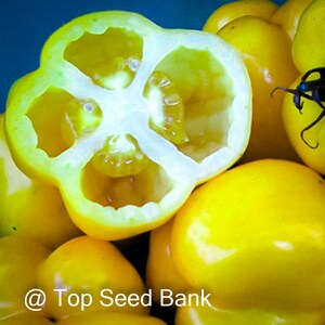 10+ Yellow Stuffer Tomato Seeds, Pepper-shaped + Free GIFT | Organic ...