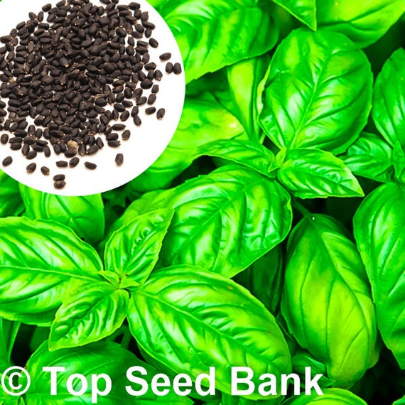 50 Sweet Italian Basils seeds Herb seeds Free GIFT Easy | Etsy