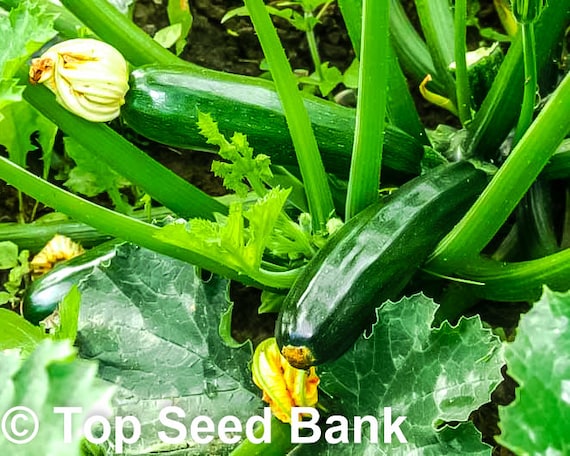 10 Dark Green Squash Zucchini Seeds Summer Squash Easy to | Etsy