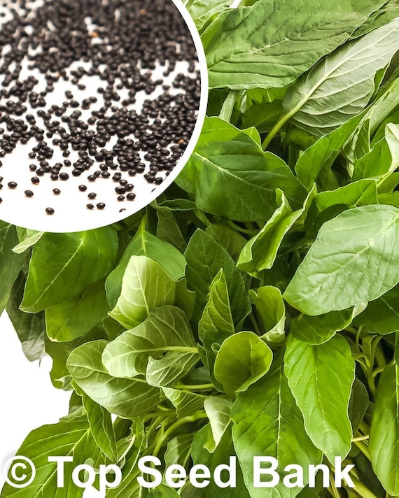 Jamaican Callaloo Plant