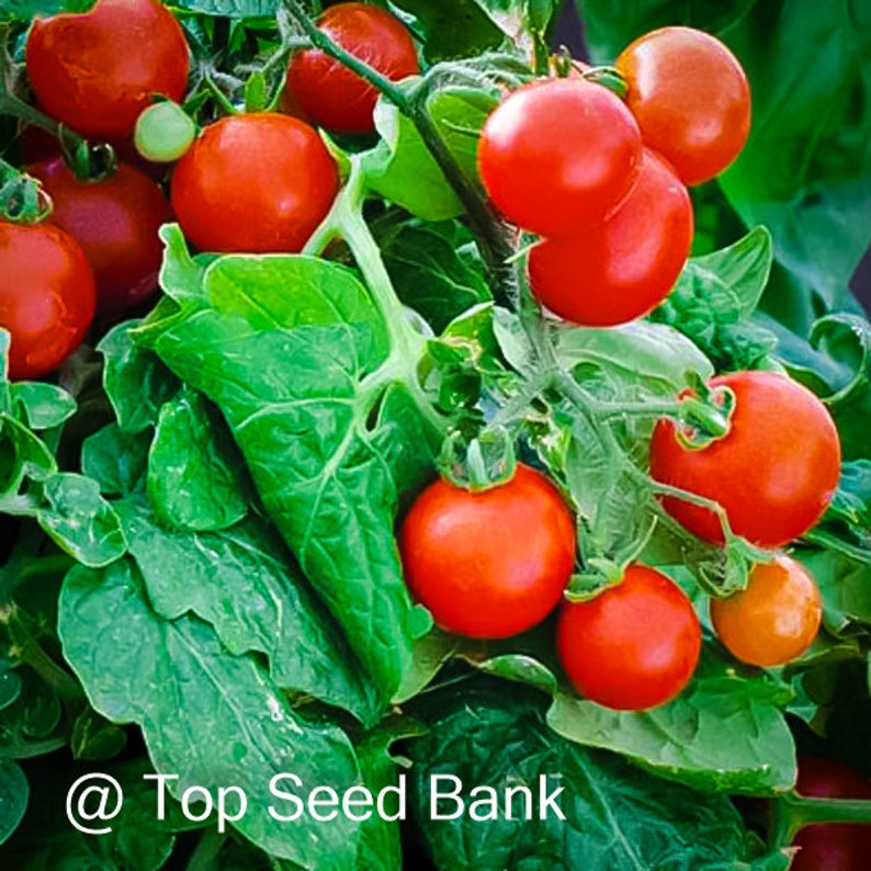 8 Tiny Tim Tomato Seeds Dwarf Patio Cherry Tomatoes Free - Etsy