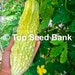 15 Pinto Shell Bean Seeds, Speckled Bean Beans Free GIFT Easy to Grow ...