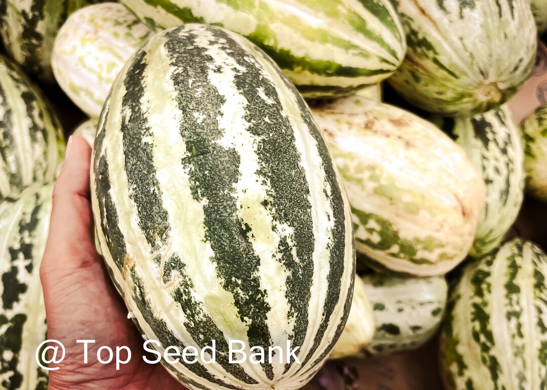 10+ Vietnamese Conomon Melon Seeds, Dua Gang, Dua Bo, Yellow Striped ...