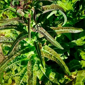 150+ Purple Sword Lettuce Seeds, Chinese Stem Celtuce, Wosun + Free ...