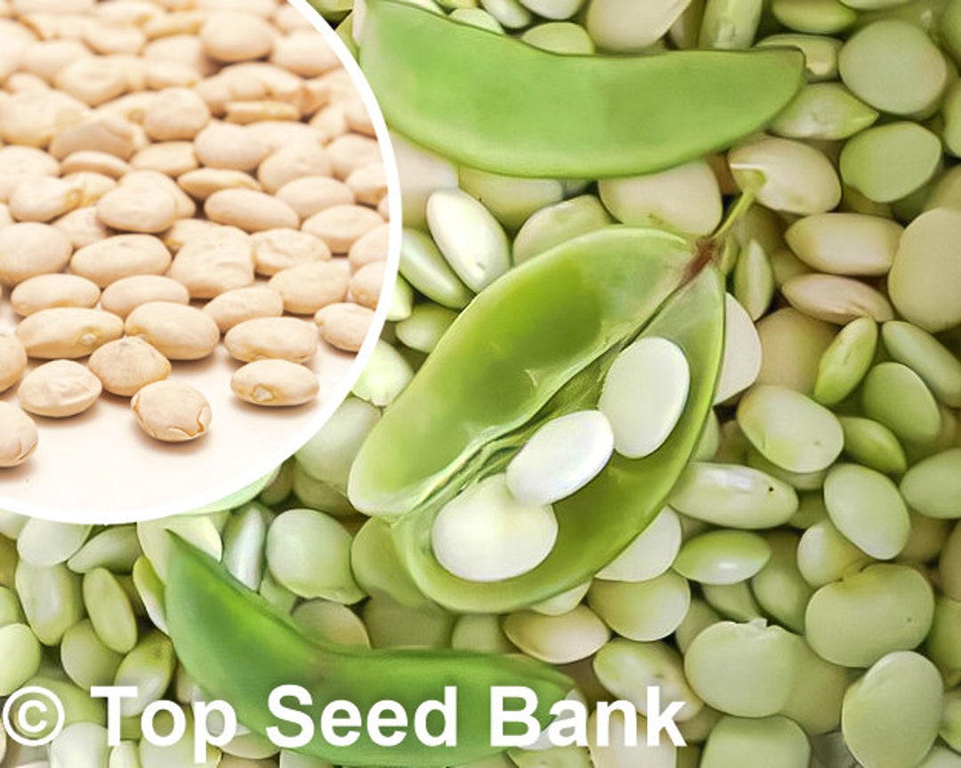 10+ Fordhook Lima Bean Seeds, Drought and Heat Tolerant + Free GIFT ...