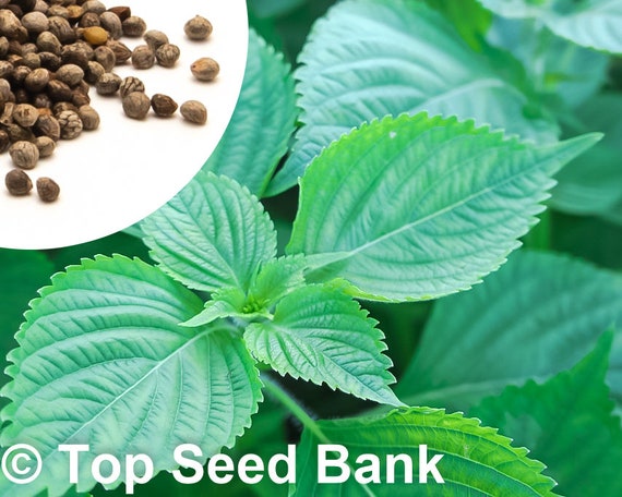 50 Korean Sesame Leaves Seeds Perilla Frutescens Free GIFT | Etsy