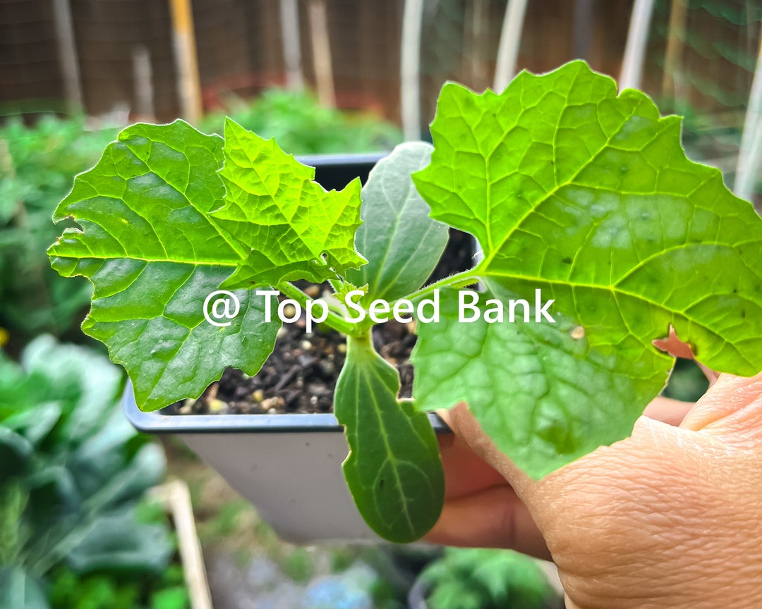 2 Live Plants Edible Luffa, Asian Sponge Gourd Free GIFT Heirloom ...