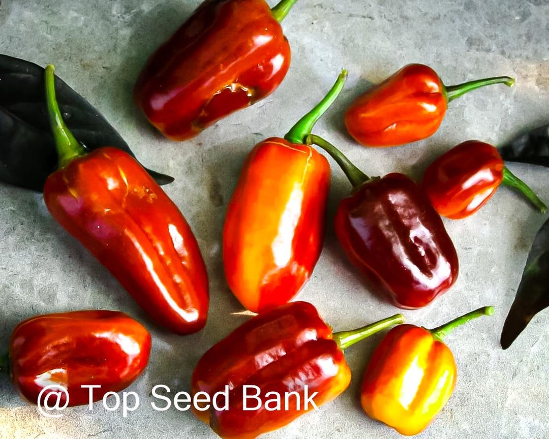 8+ Puma Hot Pepper, Edible Ornamental Chili + Free GIFT | Organic| Top ...