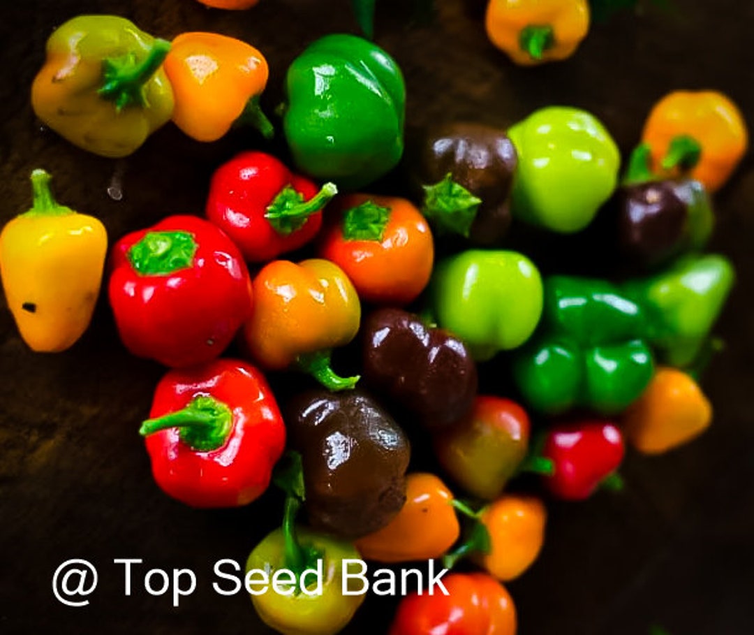 10+ Mini Bell Pepper, Miniature Snack Sweet Peppers Blend + Free GIFT ...