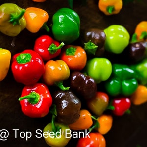 10+ Mini Bell Pepper, Miniature Snack Sweet Peppers Blend + Free GIFT ...
