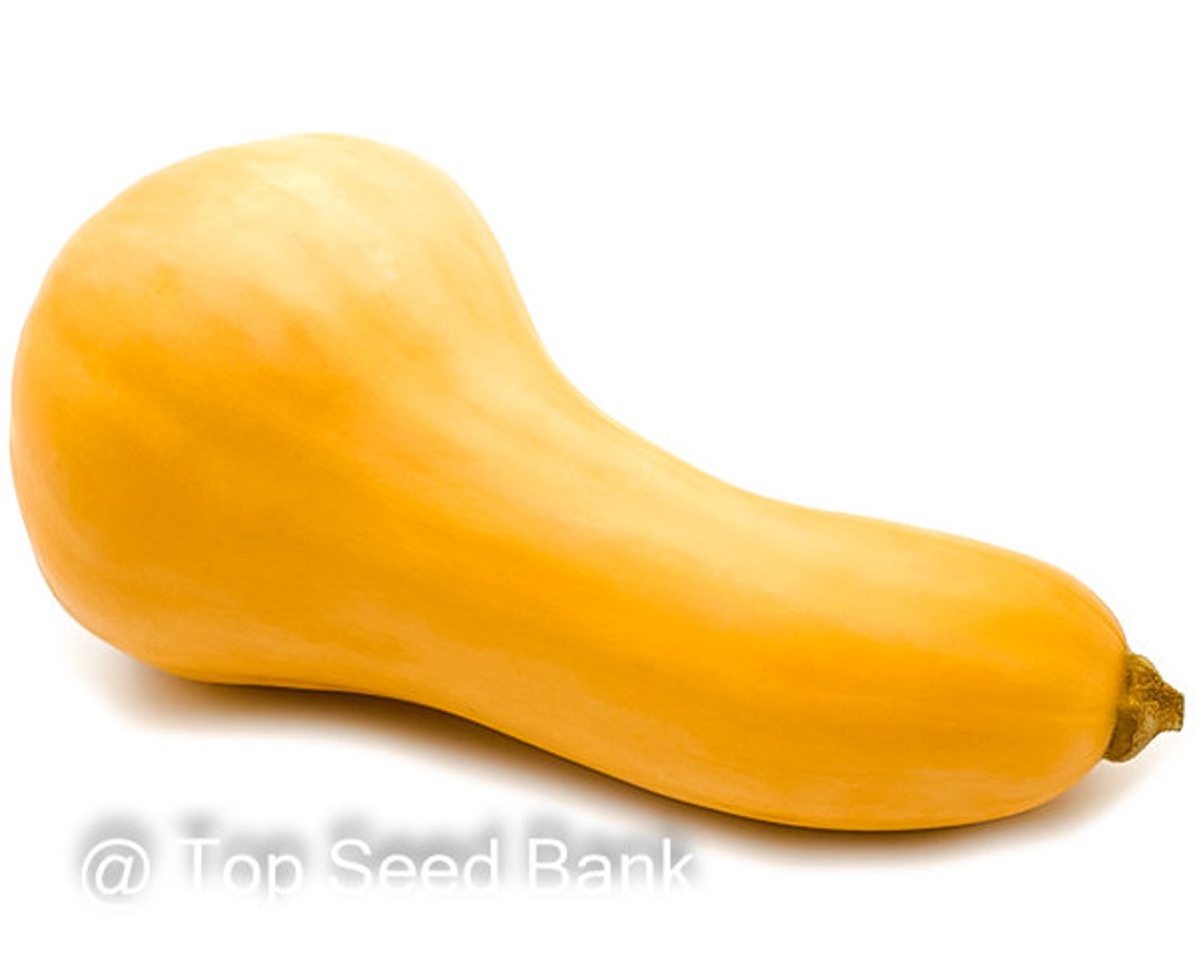 5+ Tahitian Squash Melon Seeds, Heat Tolerant, Large Butternut + Free ...