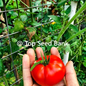 10+ Bush Champion II Tomato Seeds, Determinate, Space Saving + Free ...
