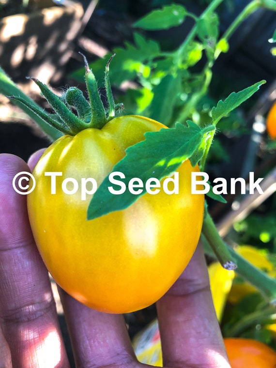 10 Yellow Heart Shape Tomato seeds Free GIFT Heirloom | Etsy