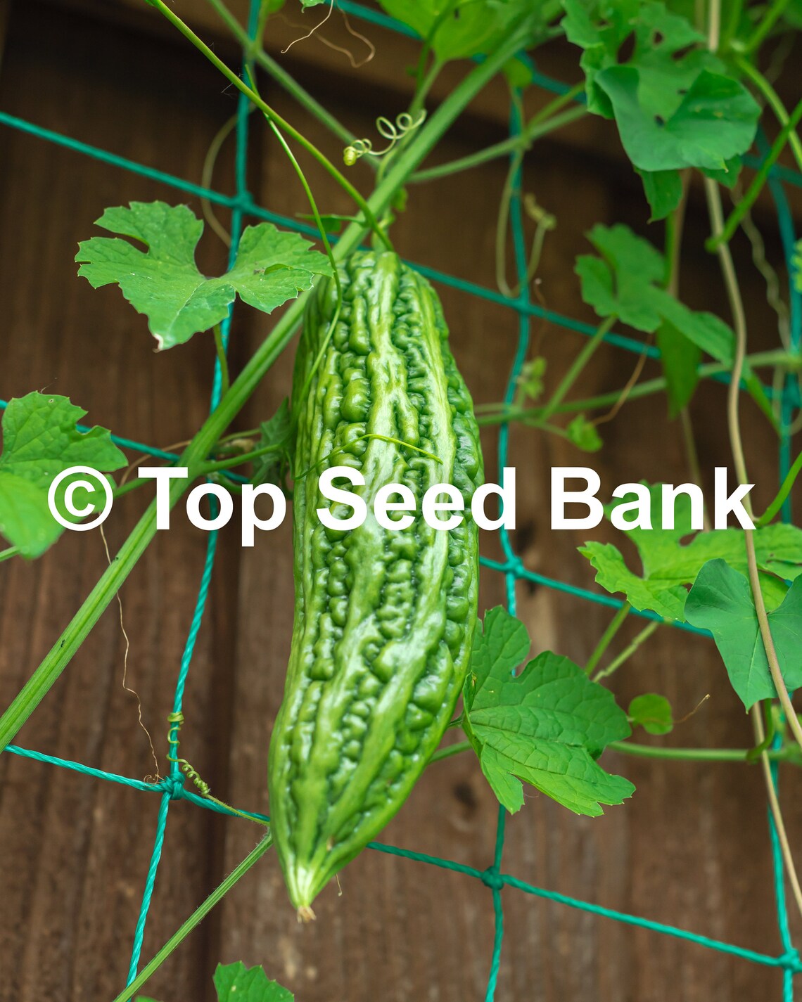 5 Chinese Bitter Melon Foo Gwa Green Skin Bitter Gourd - Etsy