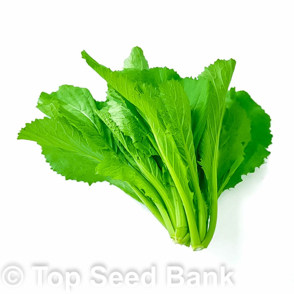 200 Gai Choi Chinese Mustard Green Kai Choi Gai Choy | Etsy