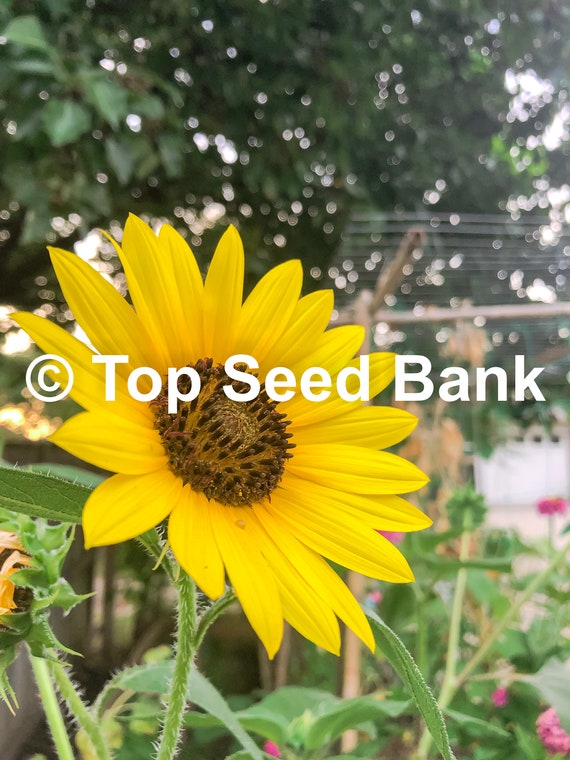 20 Texas Wild Sunflower Seeds Helianthus Annuus Native | Etsy