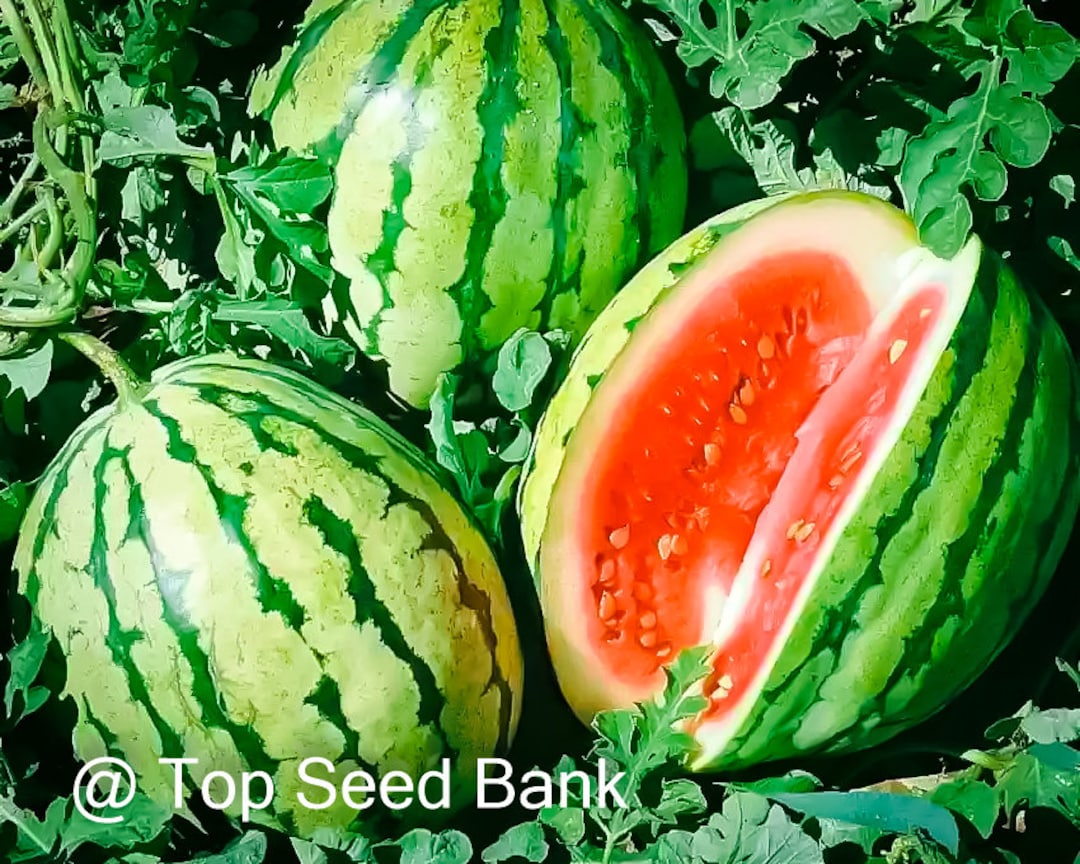 10+ Dixie Queen Watermelon Seeds, Fast Growing Melon + Free GIFT ...