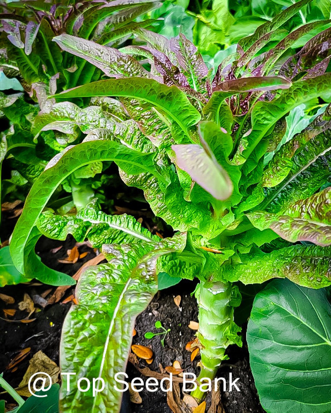 150+ Purple Sword Lettuce Seeds, Chinese Stem Celtuce, Wosun + Free ...